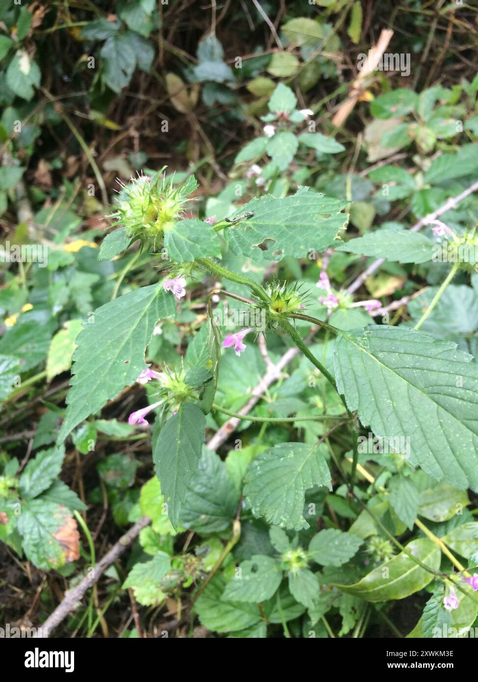 Common hemp-nettle (Galeopsis tetrahit) Plantae Stock Photo - Alamy