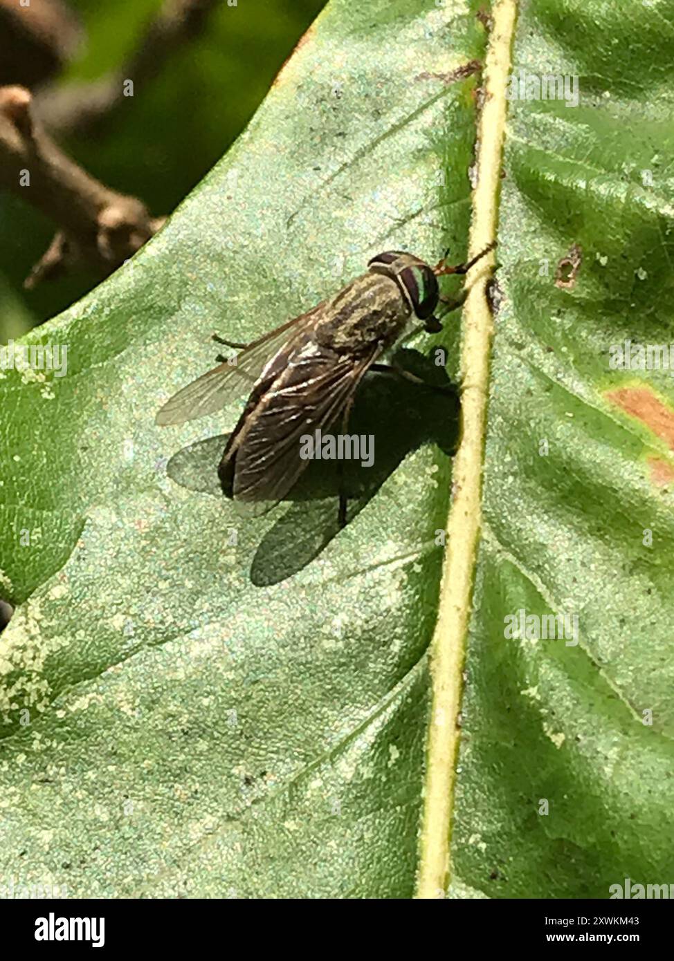 True Horse Flies (Tabanus) Insecta Stock Photo - Alamy