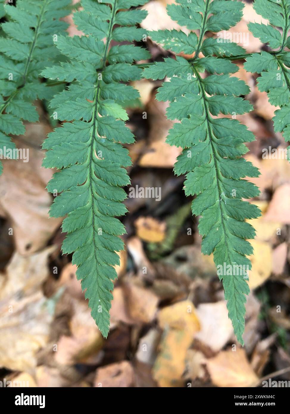 spinulose wood fern (Dryopteris carthusiana) Plantae Stock Photo - Alamy
