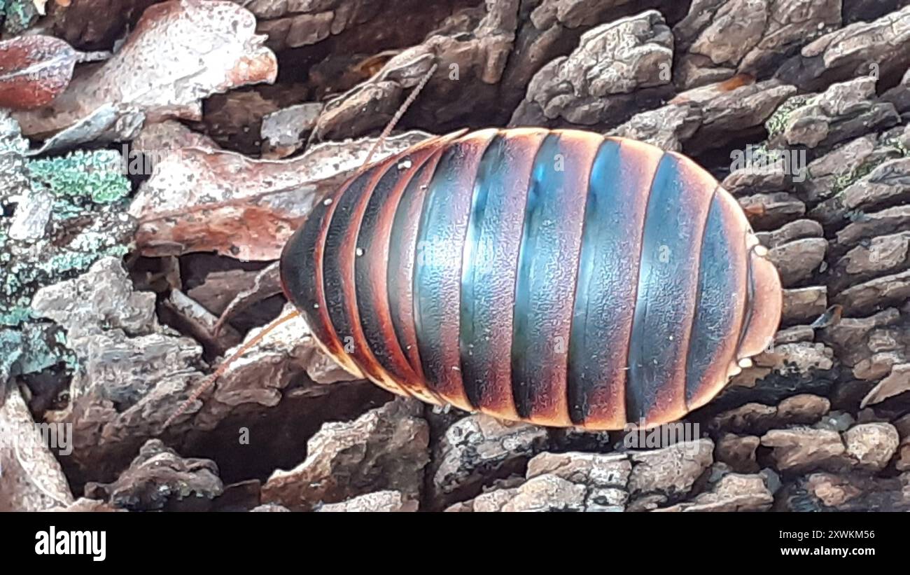 Cape Mountain Cockroach (Aptera fusca) Insecta Stock Photo - Alamy