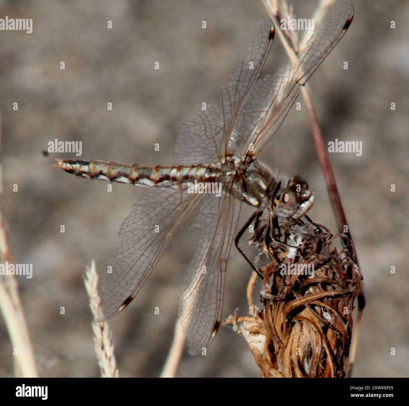 Variegated Meadowhawk (Sympetrum corruptum) Insecta Stock Photo - Alamy