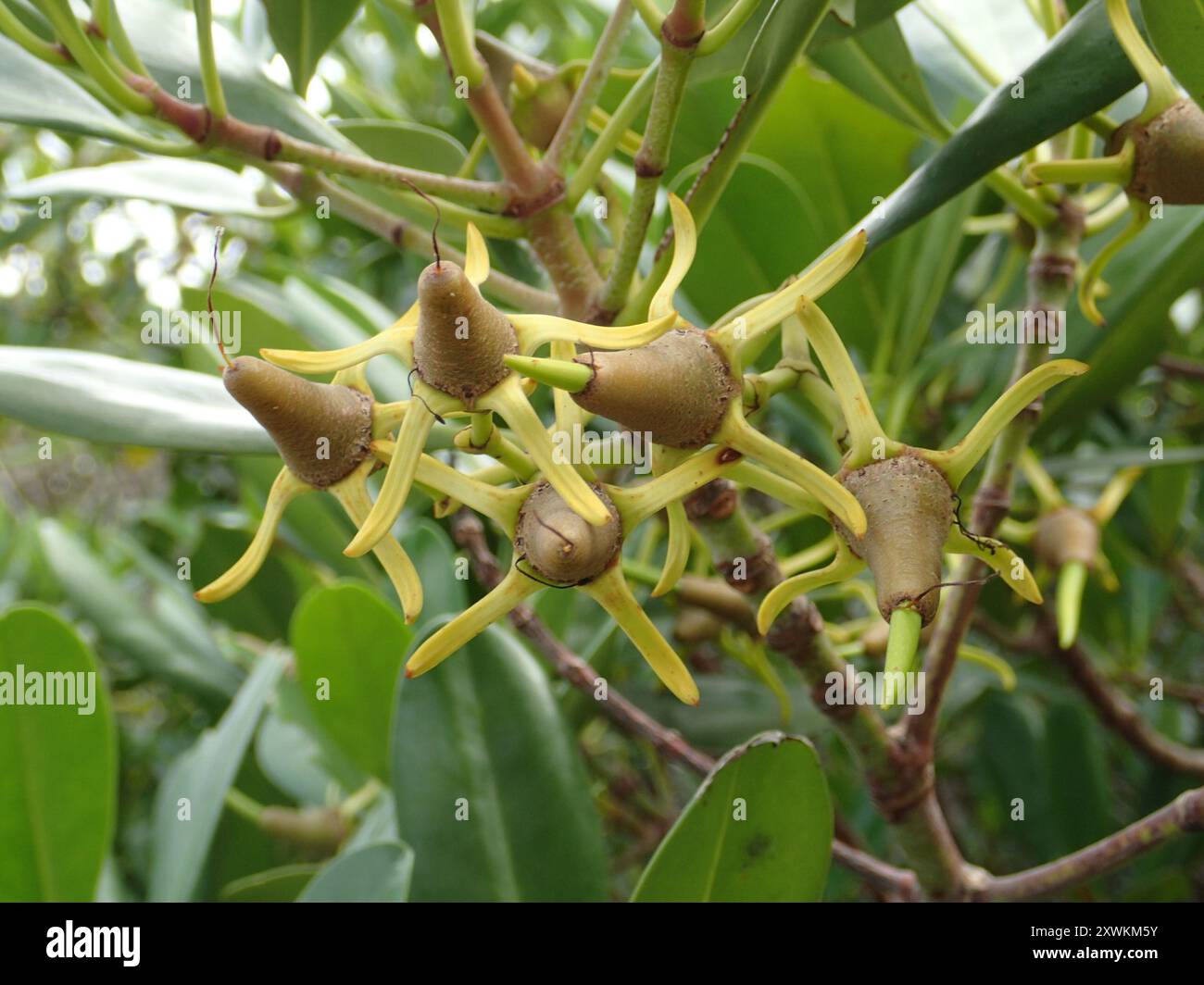(Kandelia obovata) Plantae Stock Photo - Alamy