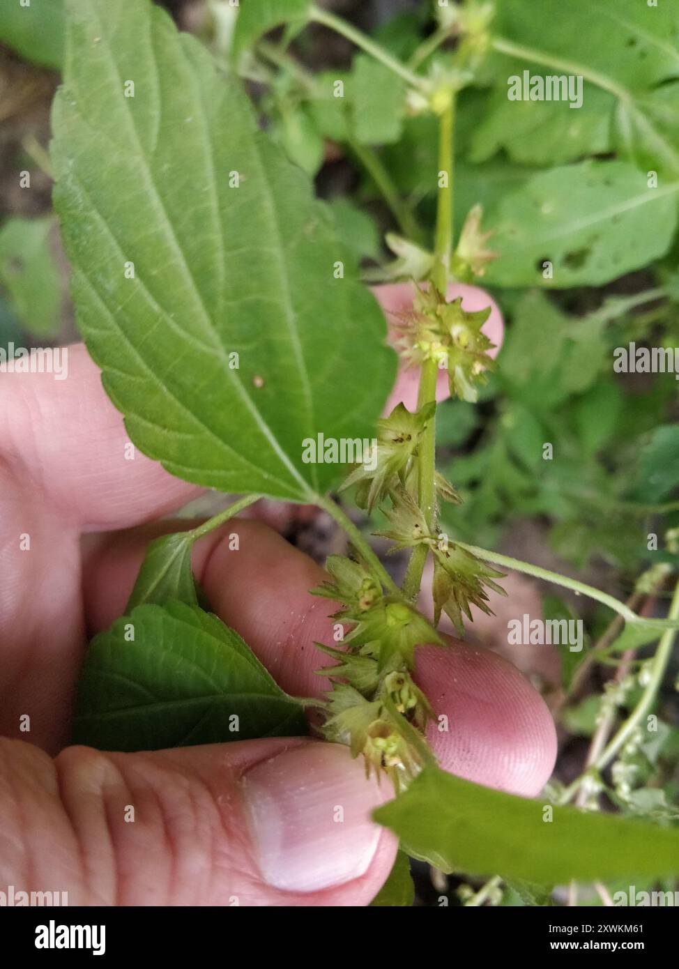 common copperleaf (Acalypha rhomboidea) Plantae Stock Photo - Alamy