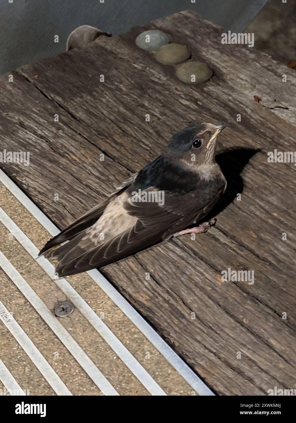 Tree Martin (Petrochelidon nigricans) Aves Stock Photo - Alamy