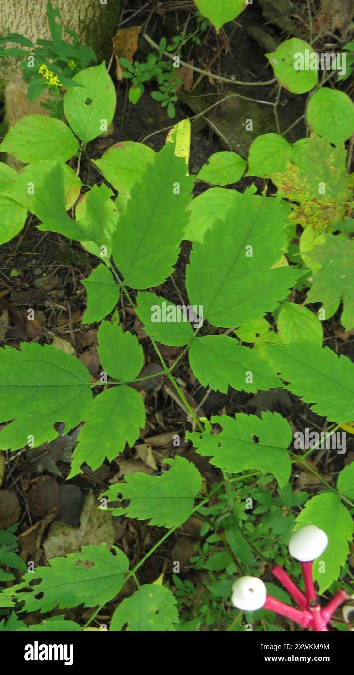 white baneberry (Actaea pachypoda) Plantae Stock Photo - Alamy