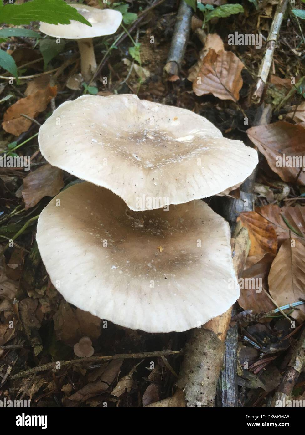 Cloudy Clitocybe (Clitocybe nebularis) Fungi Stock Photo - Alamy