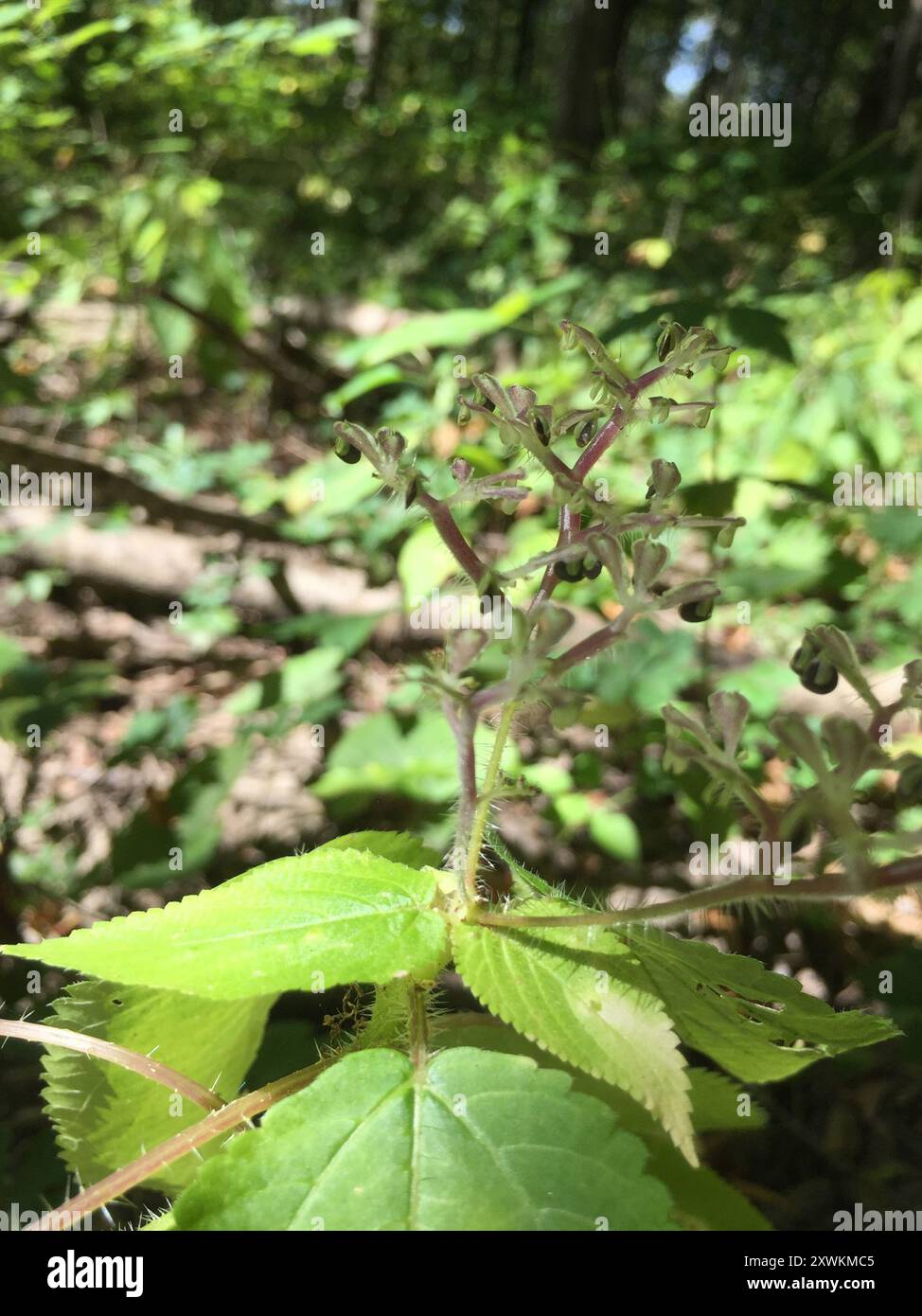 wood nettle (Laportea canadensis) Plantae Stock Photo - Alamy