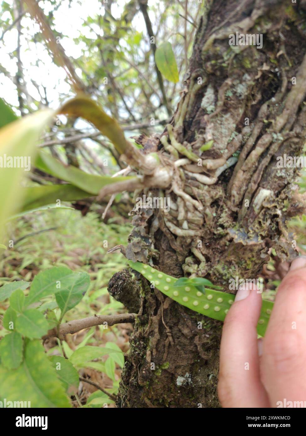 yellow helmet orchid (Polystachya concreta) Plantae Stock Photo - Alamy