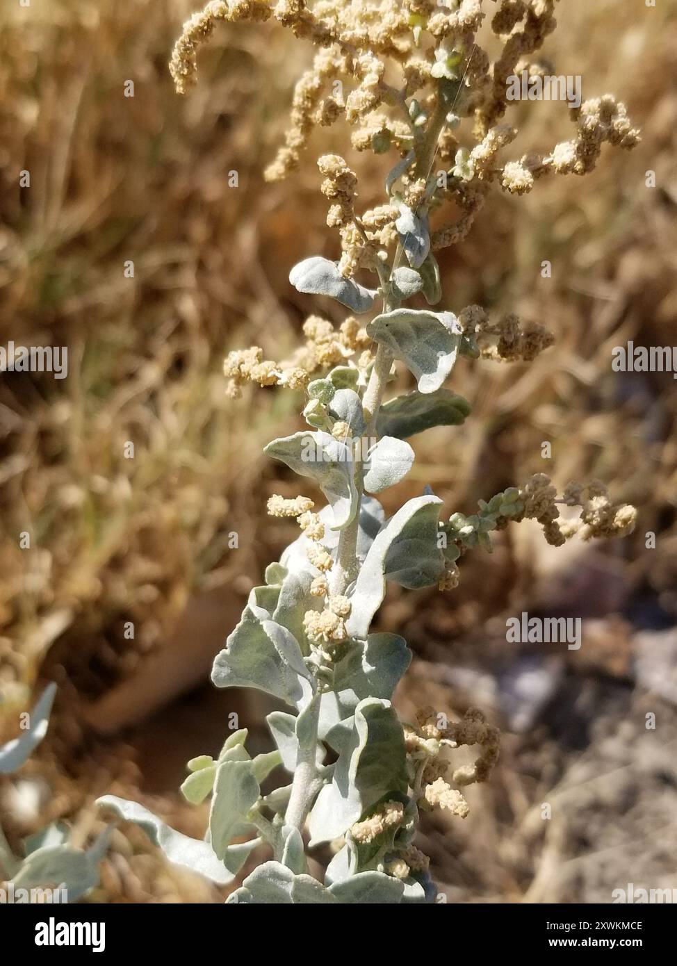 big saltbush (Atriplex lentiformis) Plantae Stock Photo - Alamy
