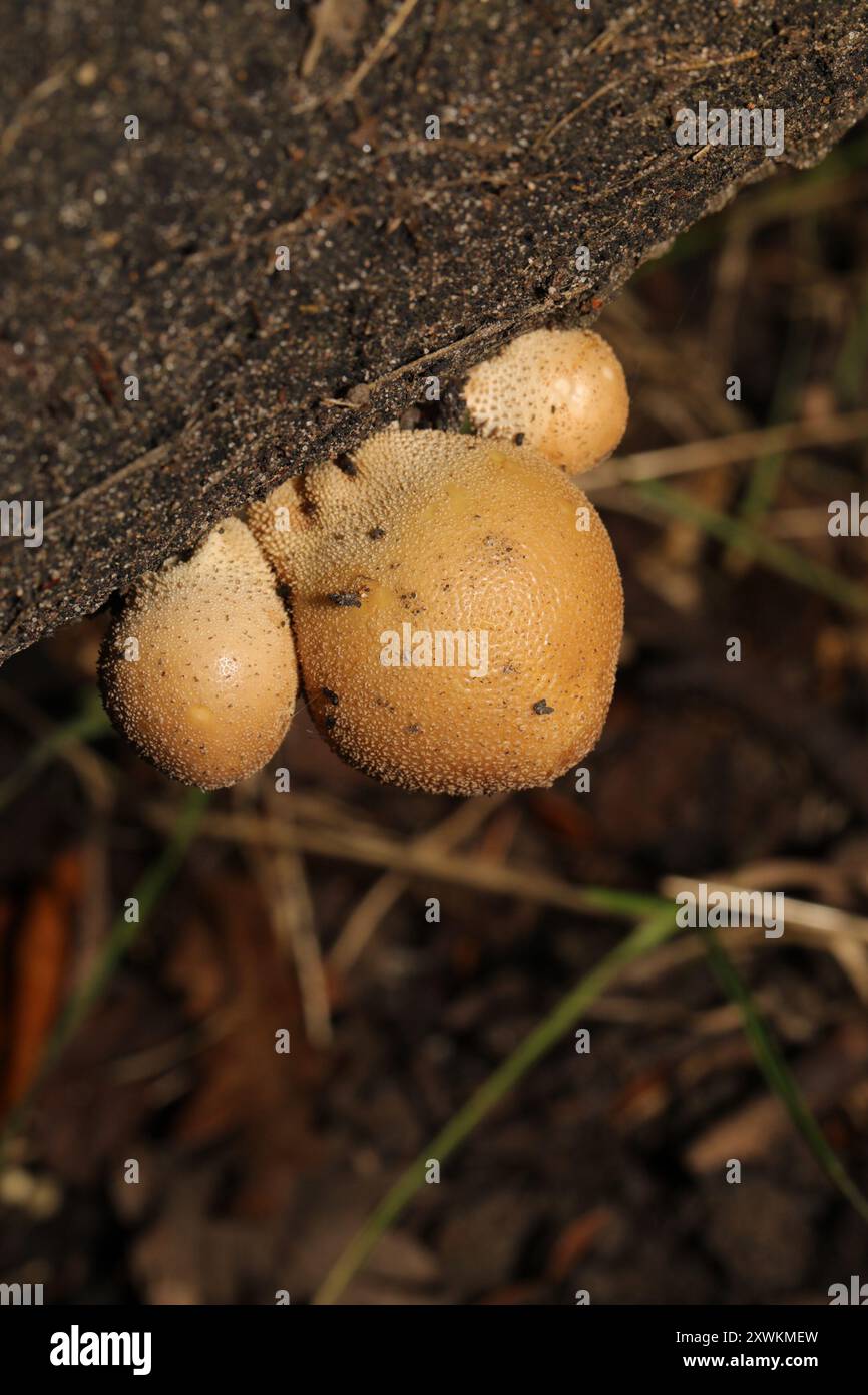 Pear-shaped Puffball (Apioperdon pyriforme) Fungi Stock Photo - Alamy