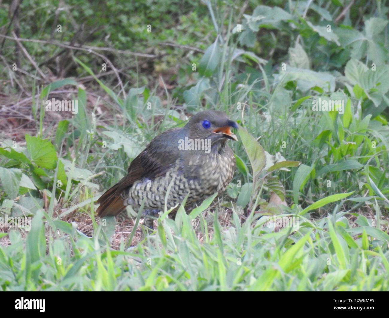 Satin Bowerbird (Ptilonorhynchus violaceus) Aves Stock Photo - Alamy