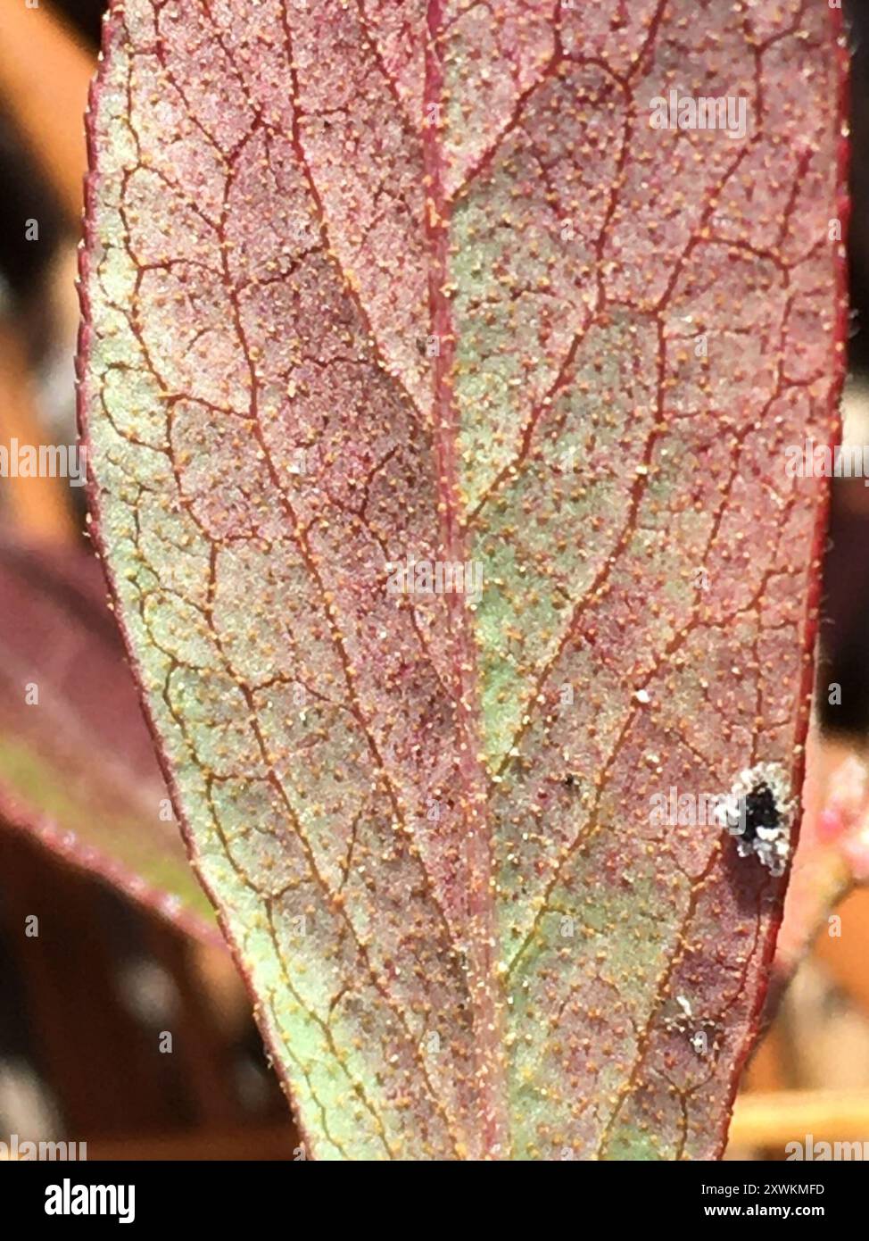 dwarf huckleberry (Gaylussacia dumosa) Plantae Stock Photo - Alamy