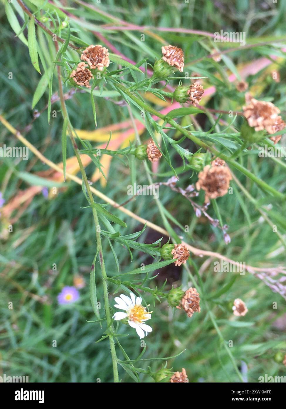 hairy white oldfield aster (Symphyotrichum pilosum) Plantae Stock Photo ...