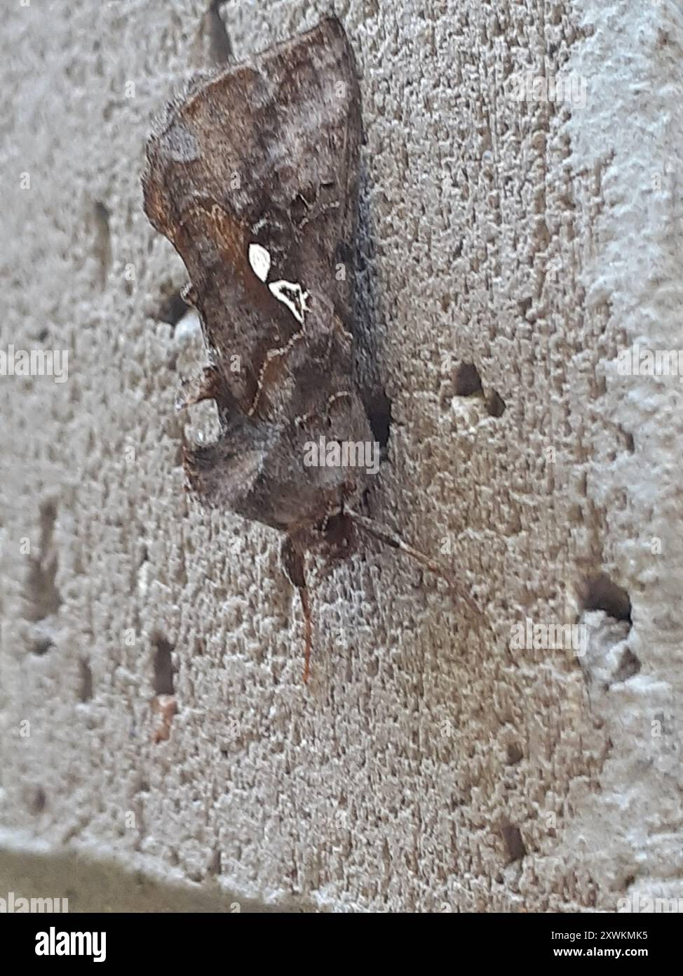 Common Looper Moth (Autographa precationis) Insecta Stock Photo - Alamy