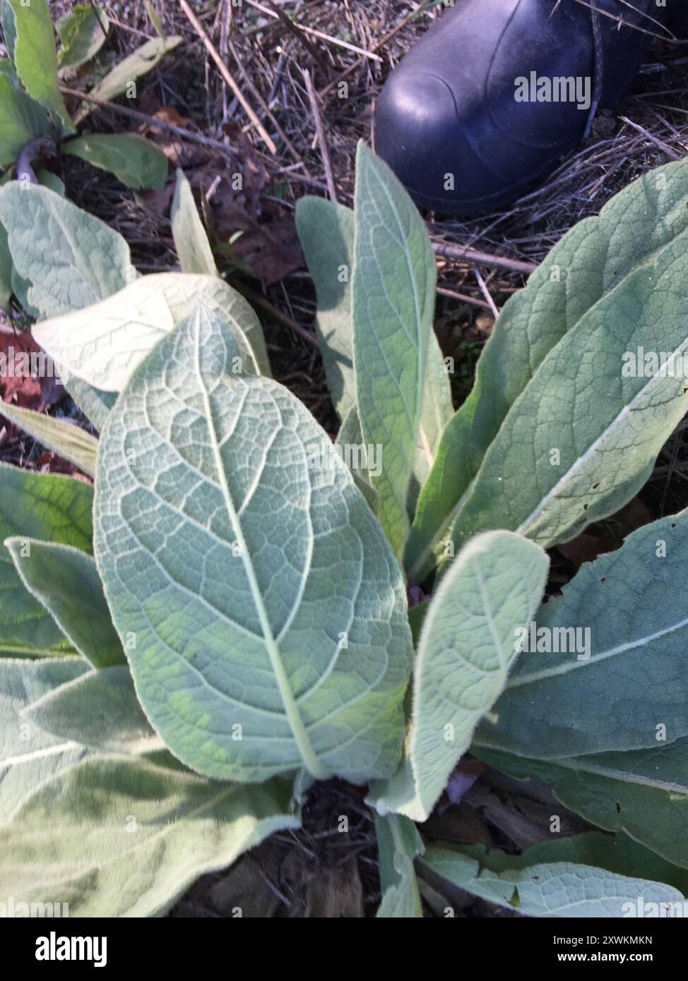 great mullein (Verbascum thapsus) Plantae Stock Photo - Alamy