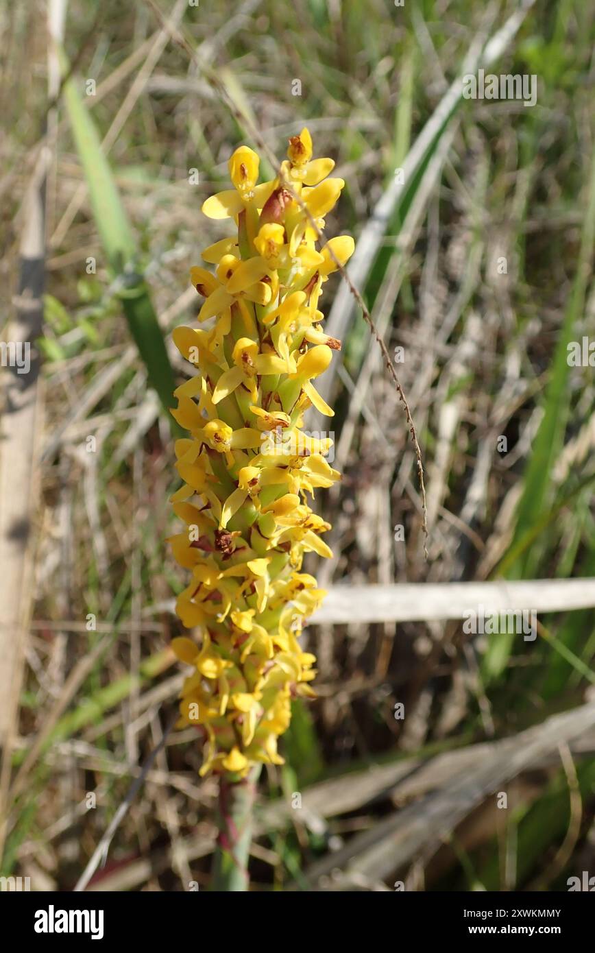 Golden Cob Disa (Disa woodii) Plantae Stock Photo - Alamy