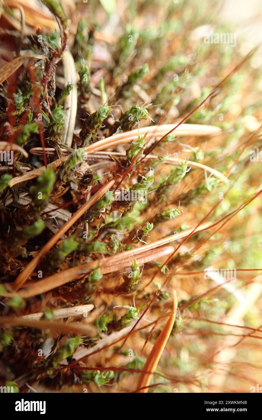 Star Moss (Syntrichia ruralis) Plantae Stock Photo - Alamy