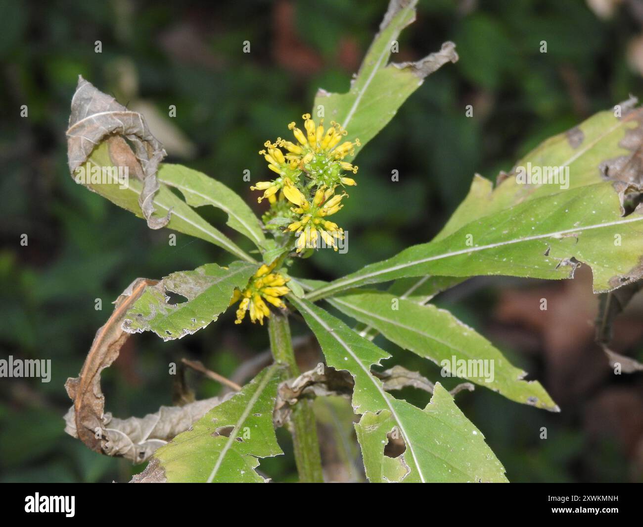 Wingstem (Verbesina alternifolia) Plantae Stock Photo - Alamy