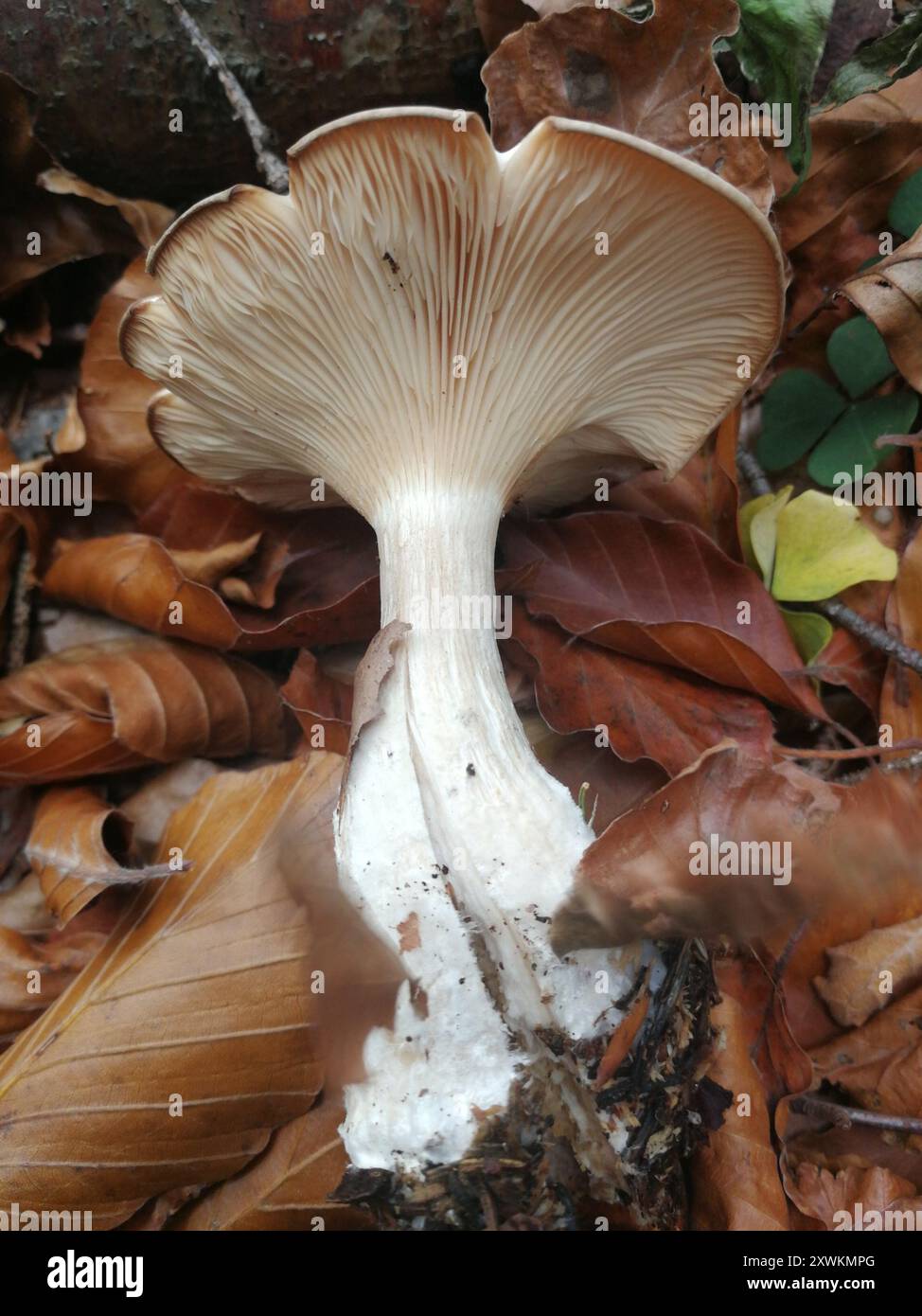 Cloudy Clitocybe (Clitocybe nebularis) Fungi Stock Photo - Alamy