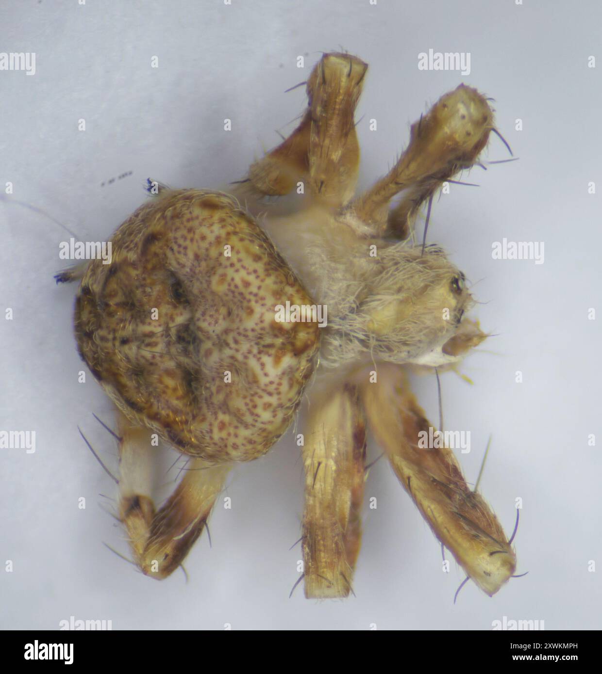 Common Hairy Field Spider (Neoscona subfusca) Arachnida Stock Photo - Alamy