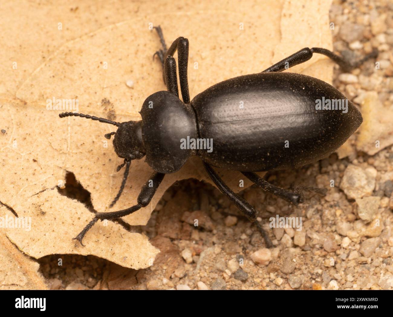Desert Stink Beetles (Eleodes) Insecta Stock Photo - Alamy