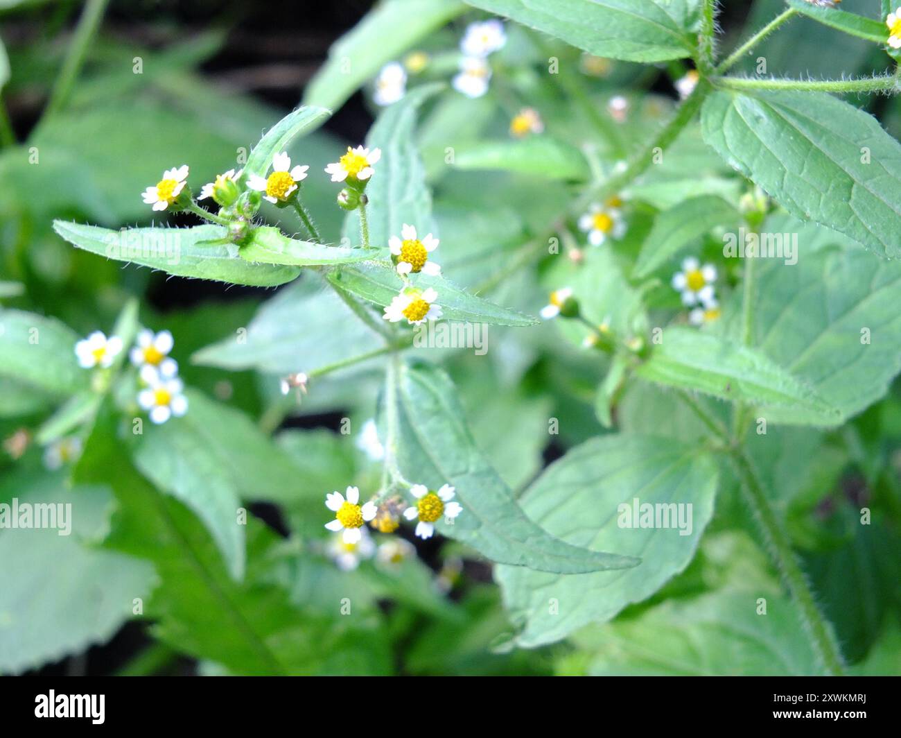 shaggy soldier (Galinsoga quadriradiata) Plantae Stock Photo - Alamy