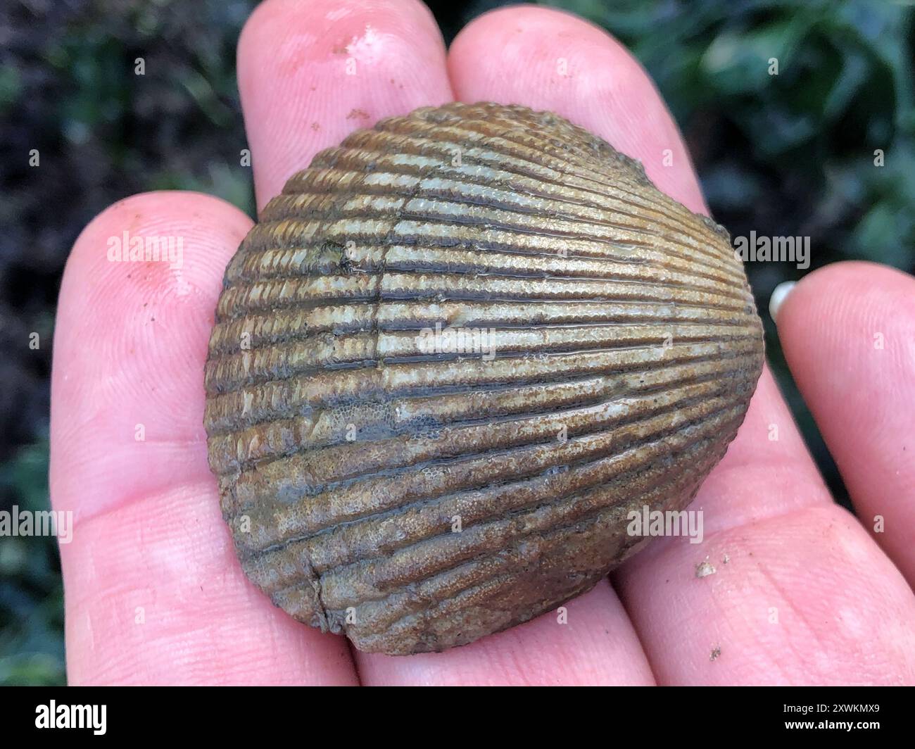 Clinocardium hi-res stock photography and images - Alamy