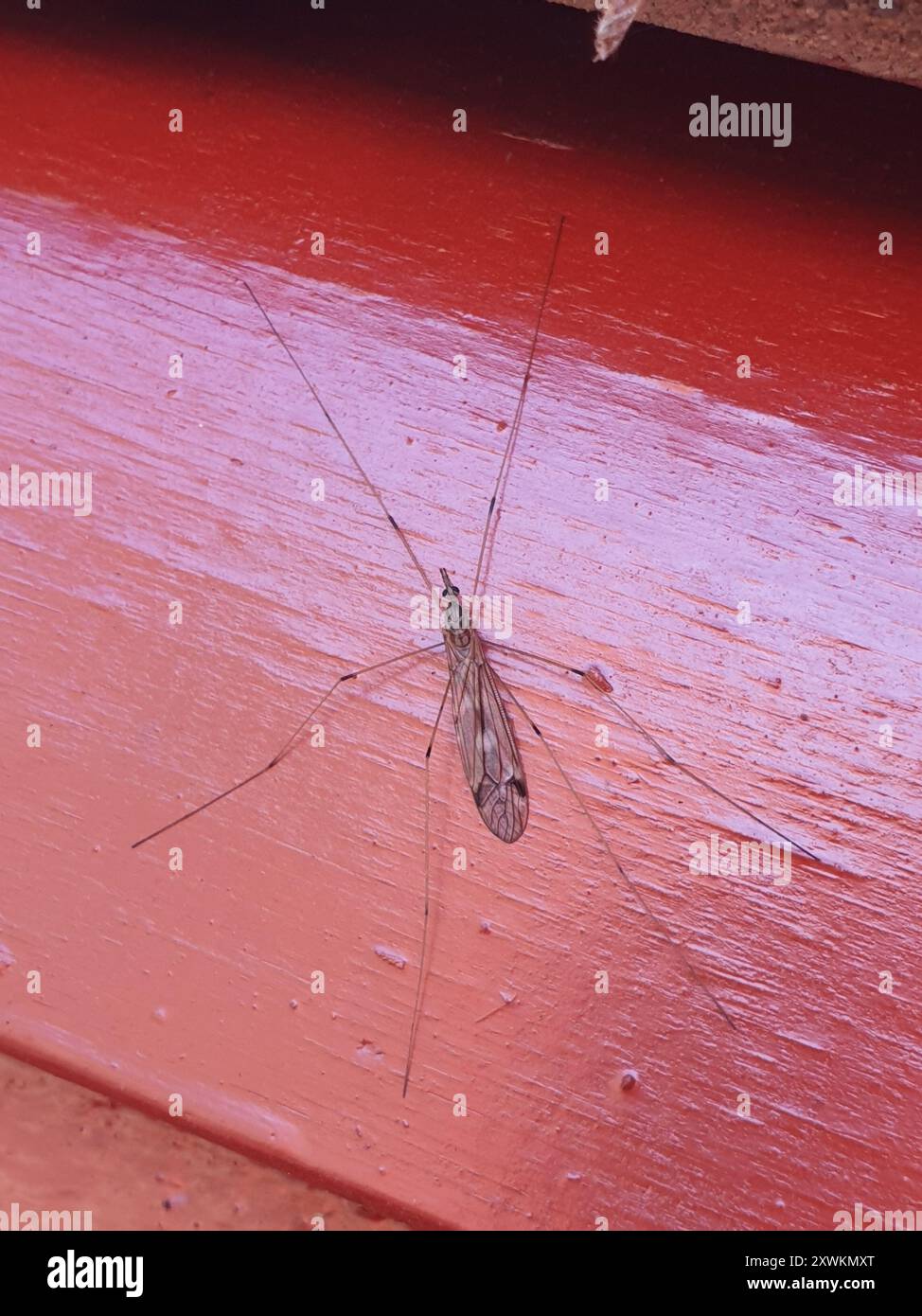 Large Crane Flies (Tipulidae) Insecta Stock Photo - Alamy