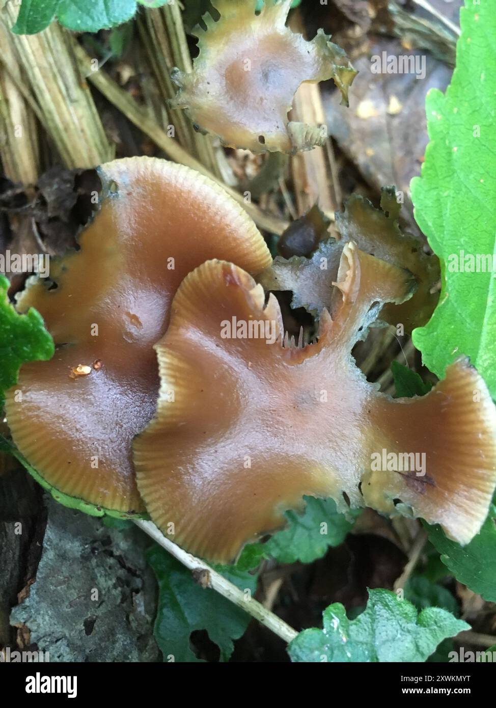 Psilocybe cyanescens hi-res stock photography and images - Alamy