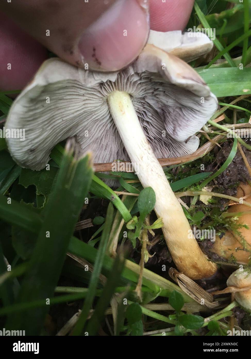 Pale Brittlestem (Candolleomyces candolleanus) Fungi Stock Photo - Alamy