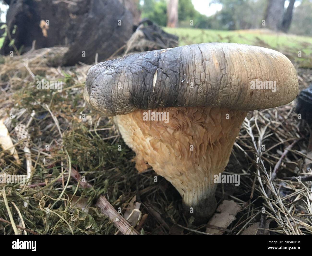 ghost fungus (Omphalotus nidiformis) Fungi Stock Photo - Alamy