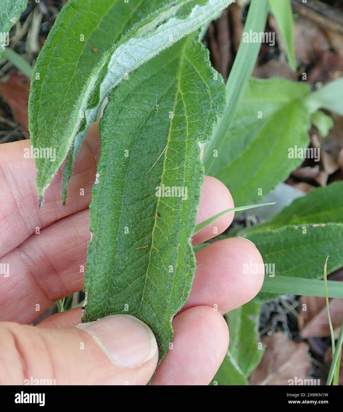 Pale Everlasting (Helichrysum pallidum) Plantae Stock Photo - Alamy