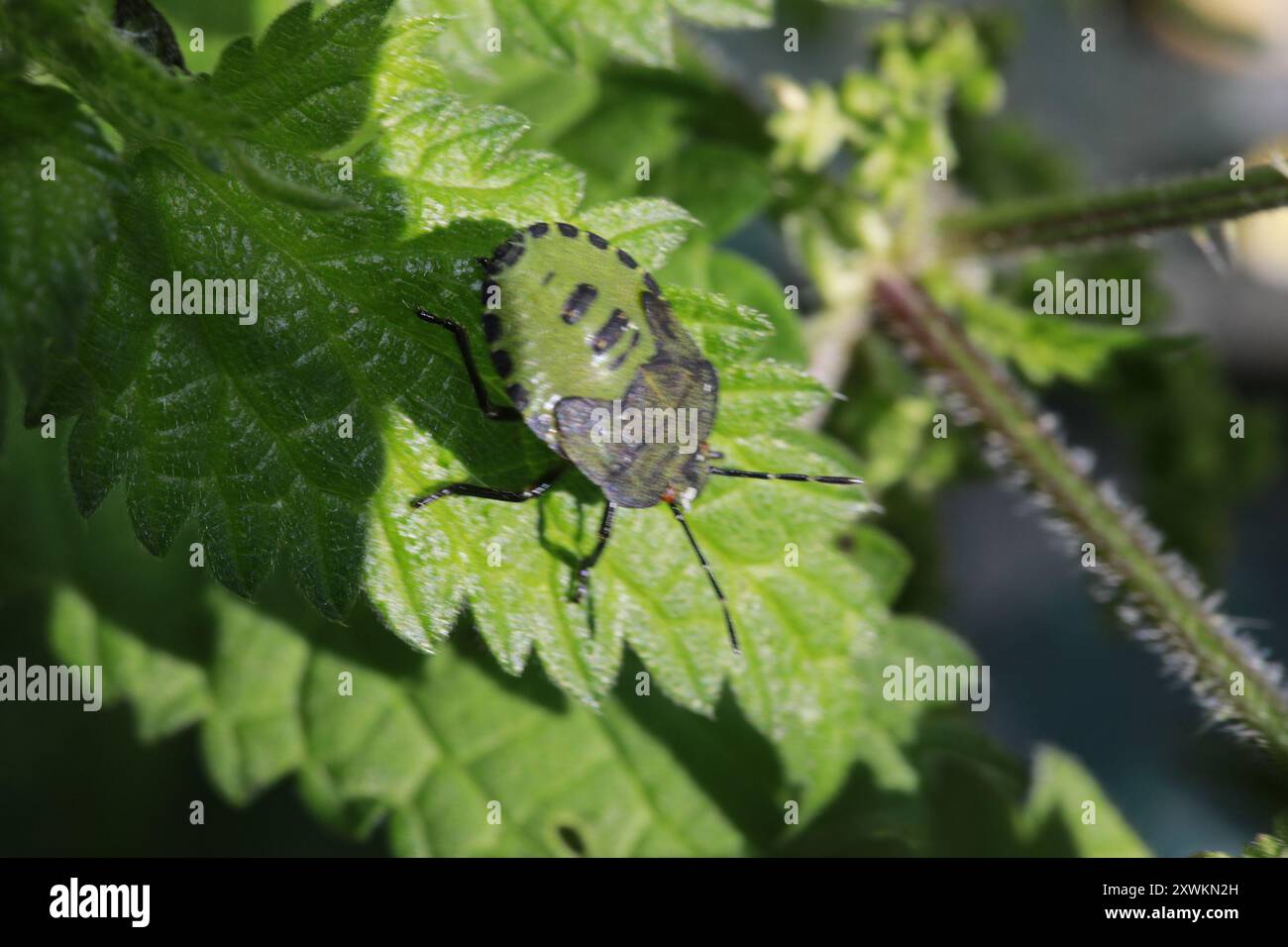 Green Shield Bug (Palomena prasina) Insecta Stock Photo - Alamy