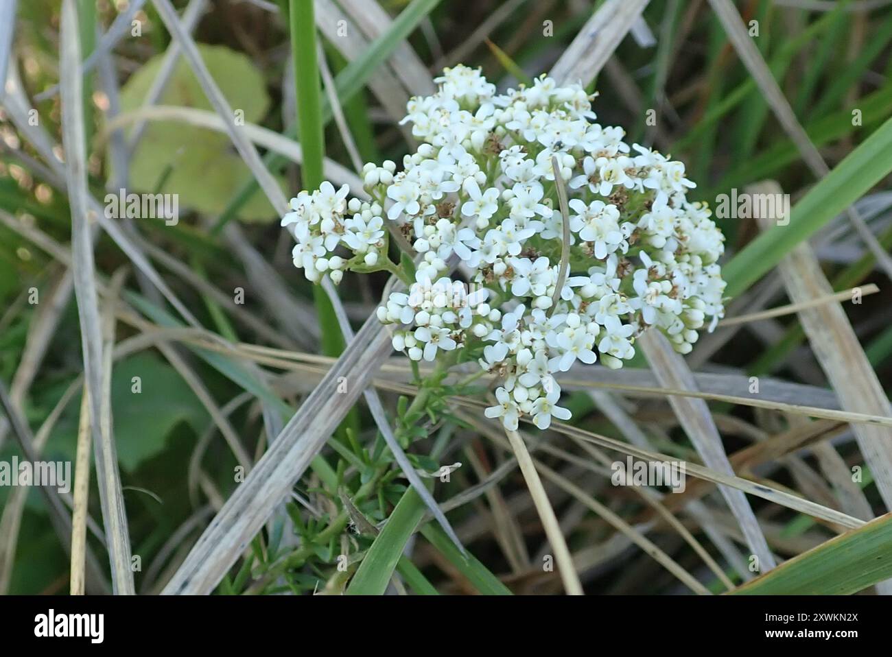 Tarachodes hi-res stock photography and images - Alamy