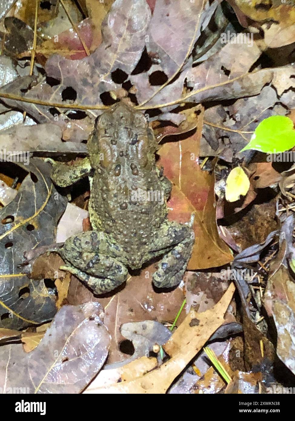 American Toad (Anaxyrus americanus) Amphibia Stock Photo - Alamy