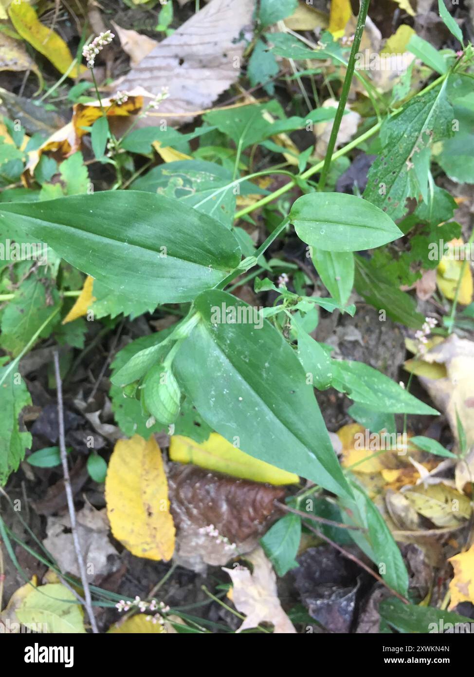 vascular plants (Tracheophyta) Plantae Stock Photo - Alamy