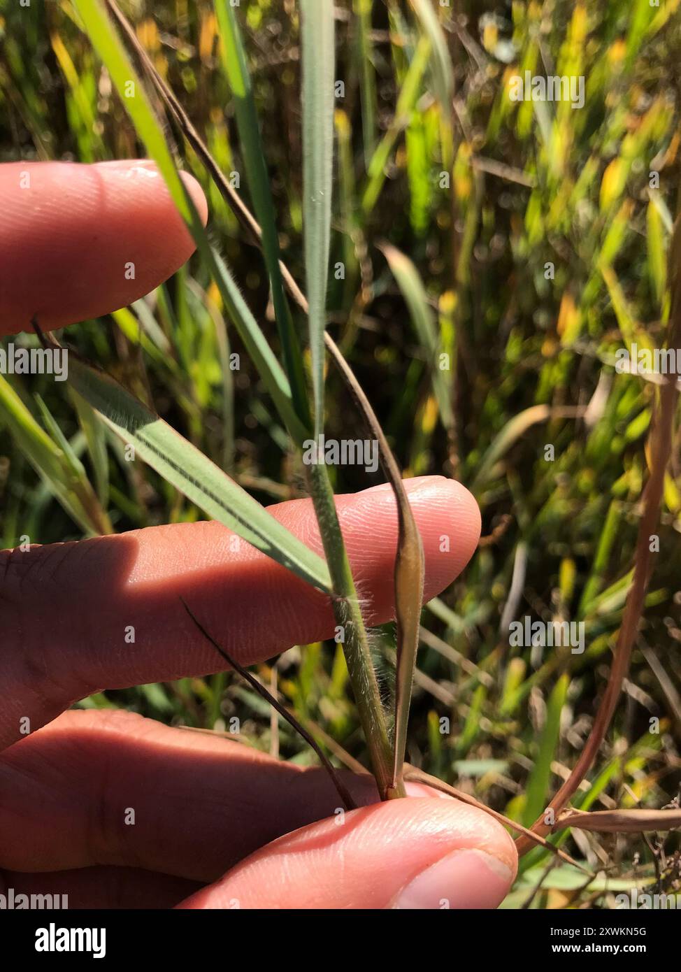 Paspalum distichum hi-res stock photography and images - Alamy