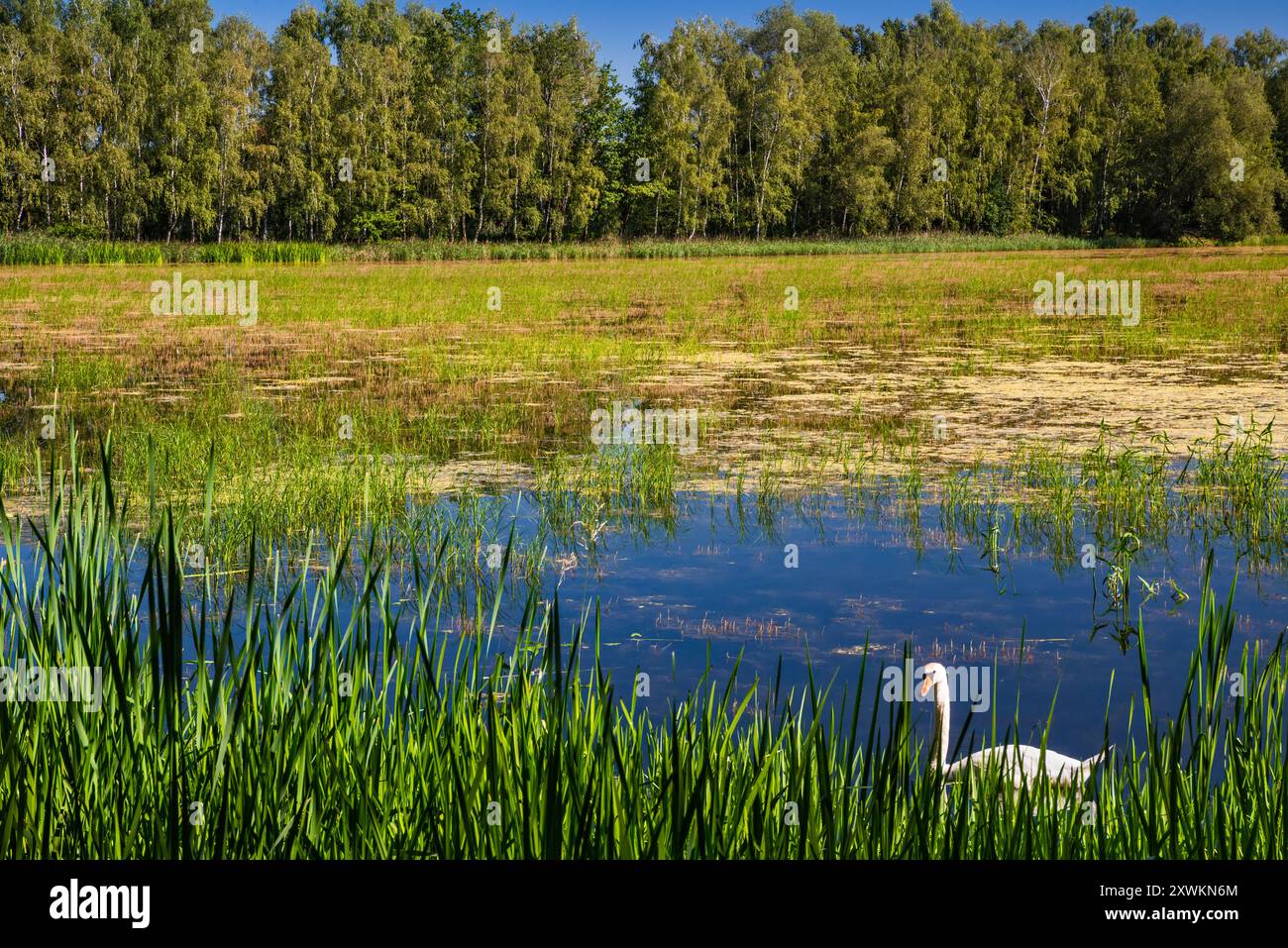 Swan at Stawy Bliżniacze (Twin Ponds), Milicz Ponds Nature Reserve ...