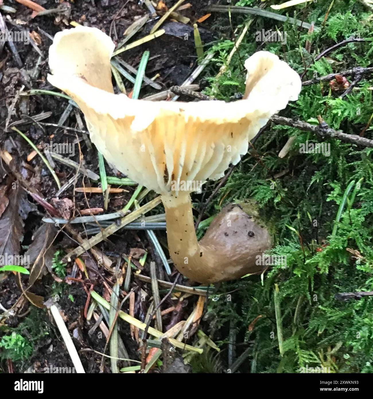 Common Funnel (Infundibulicybe gibba) Fungi Stock Photo - Alamy