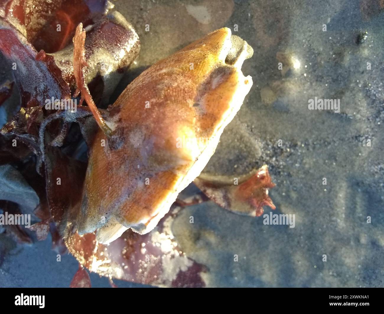 Atlantic deep-sea scallop (Placopecten magellanicus) Mollusca Stock ...
