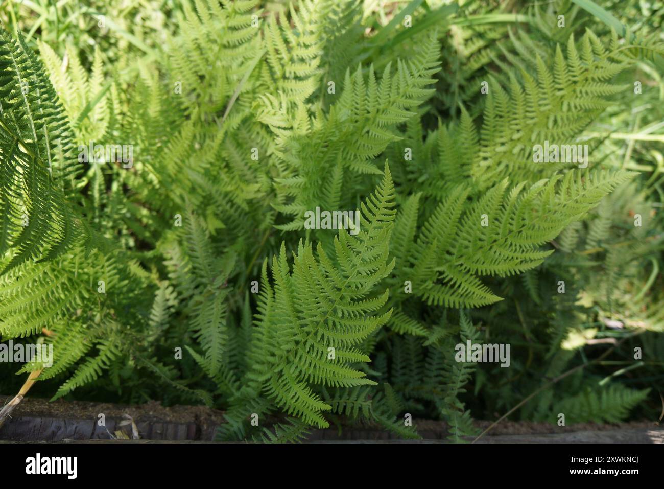 western lady fern (Athyrium filix-femina cyclosorum) Plantae Stock ...