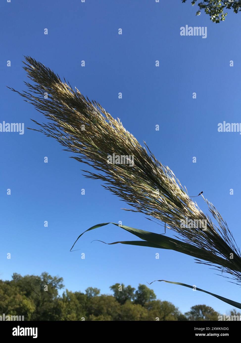 giant reed (Arundo donax) Plantae Stock Photo - Alamy