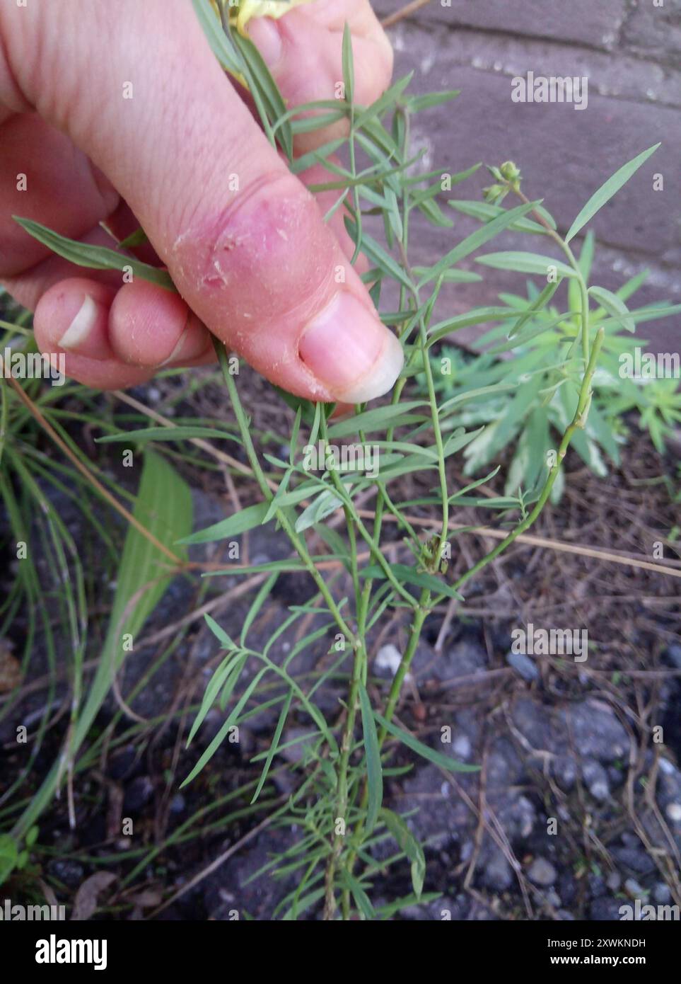 common toadflax (Linaria vulgaris) Plantae Stock Photo - Alamy