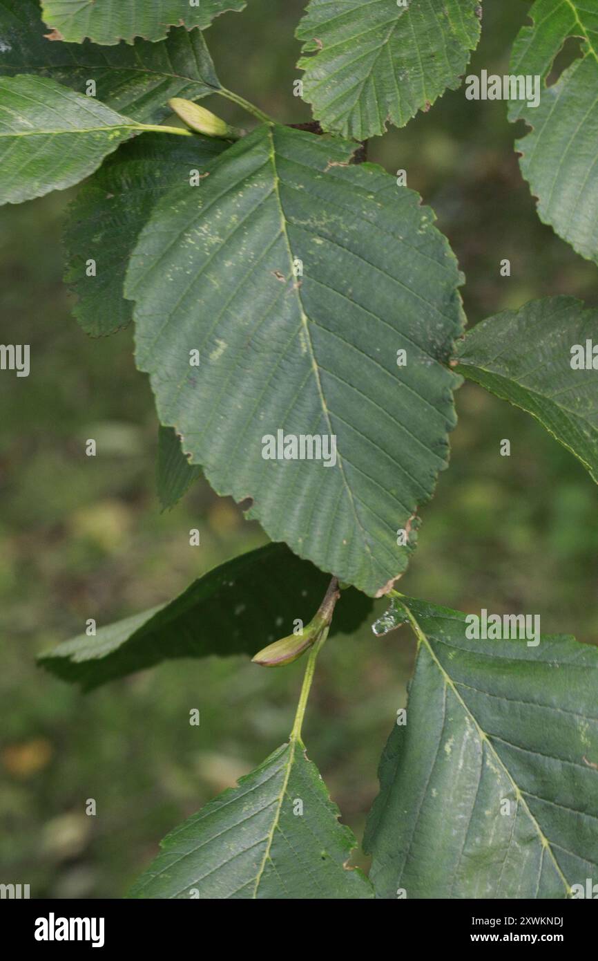 grey alder (Alnus incana) Plantae Stock Photo - Alamy
