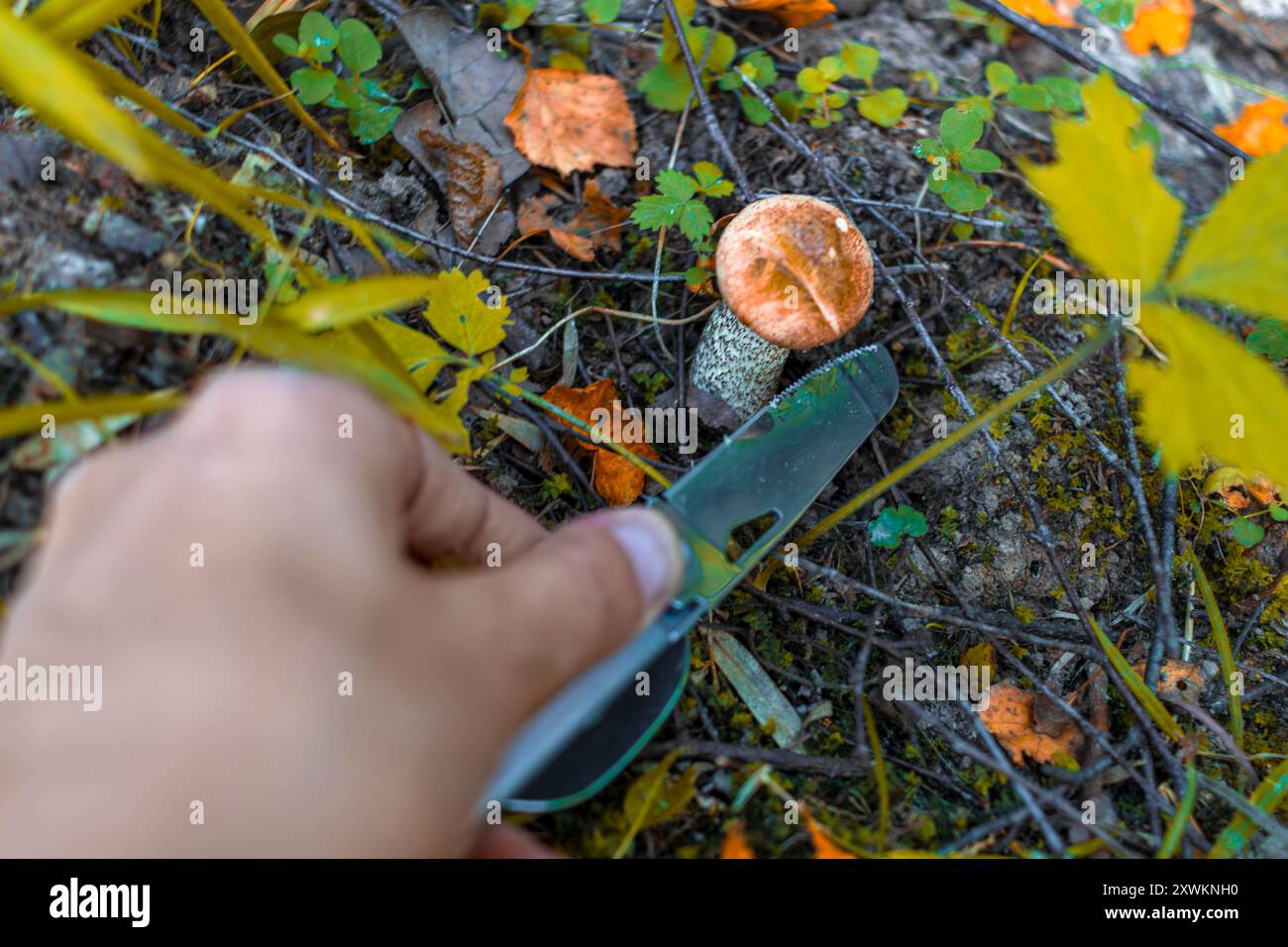 Hand mushroom picker cuts hi-res stock photography and images - Alamy