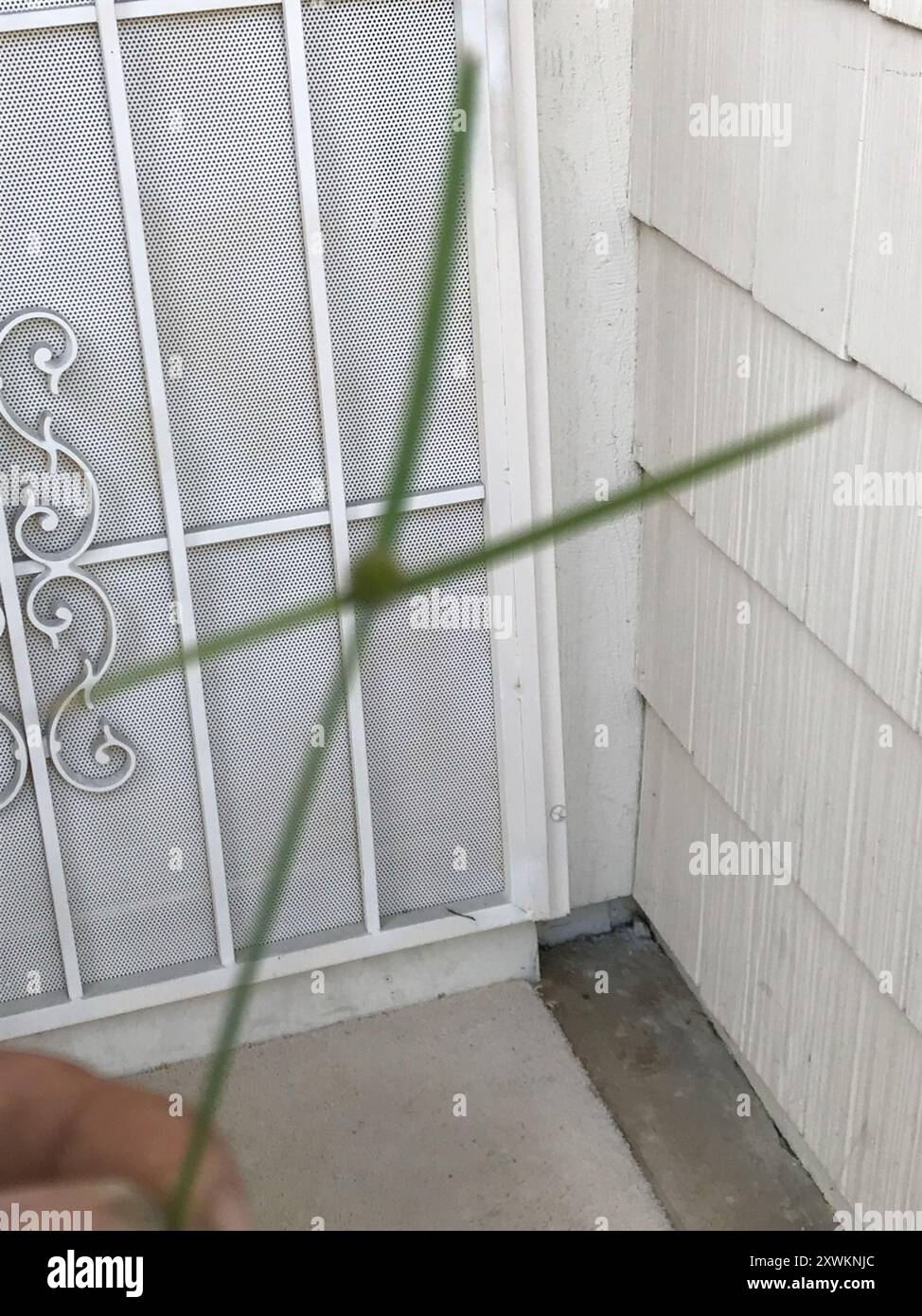 Shortleaf Spikesedge (Cyperus brevifolius) Plantae Stock Photo - Alamy