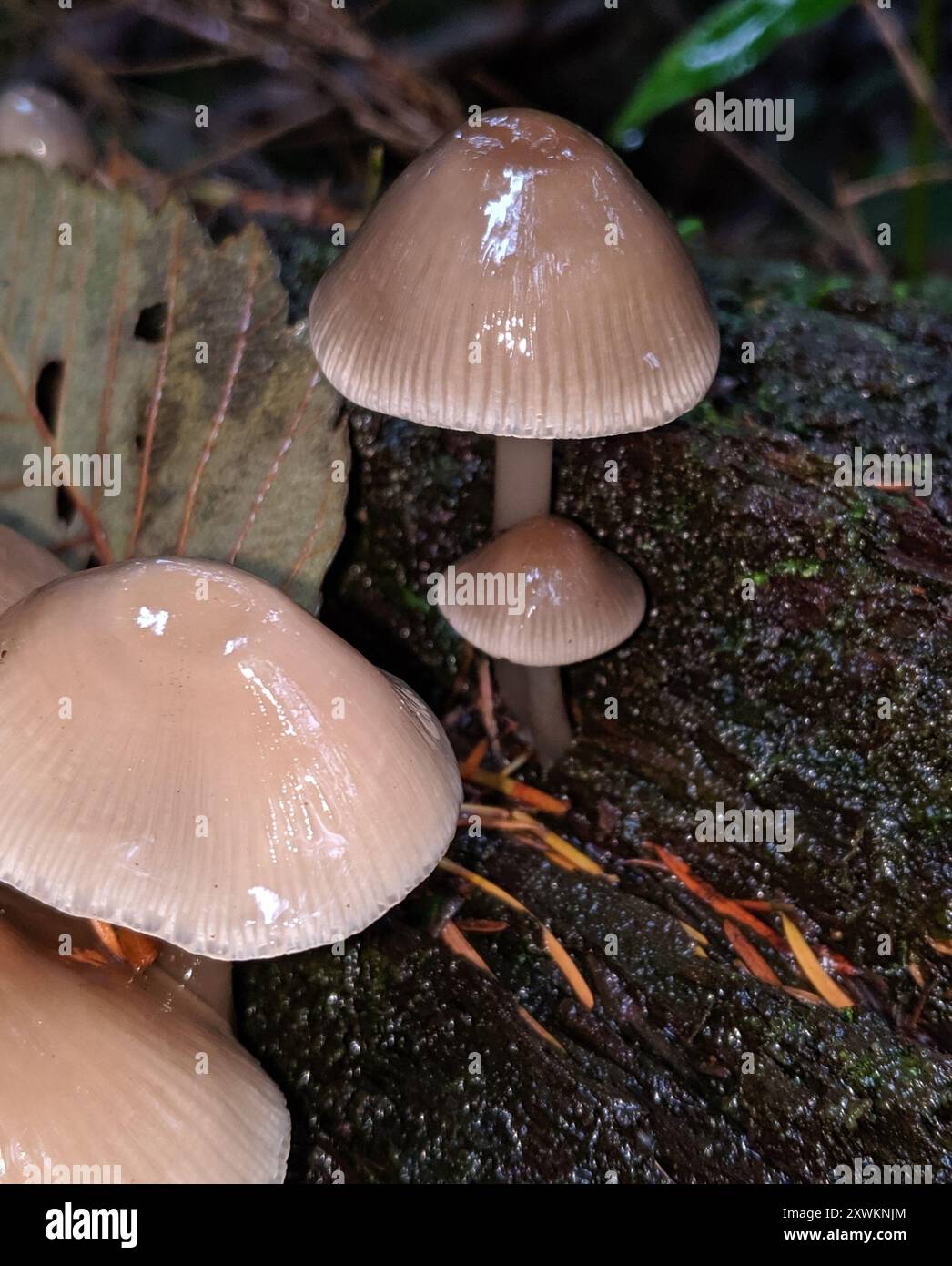 common bonnet (Mycena galericulata) Fungi Stock Photo - Alamy
