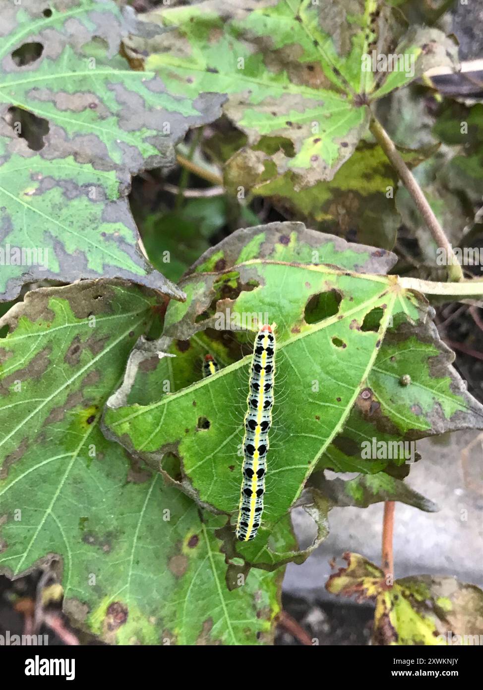 Transverse moth (Xanthodes transversa) Insecta Stock Photo - Alamy