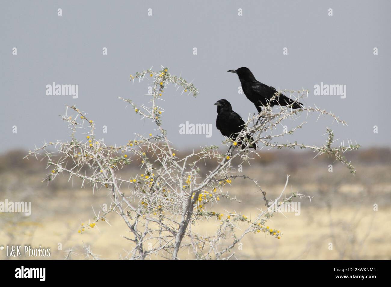 Cape Crow (Corvus capensis) Aves Stock Photo - Alamy