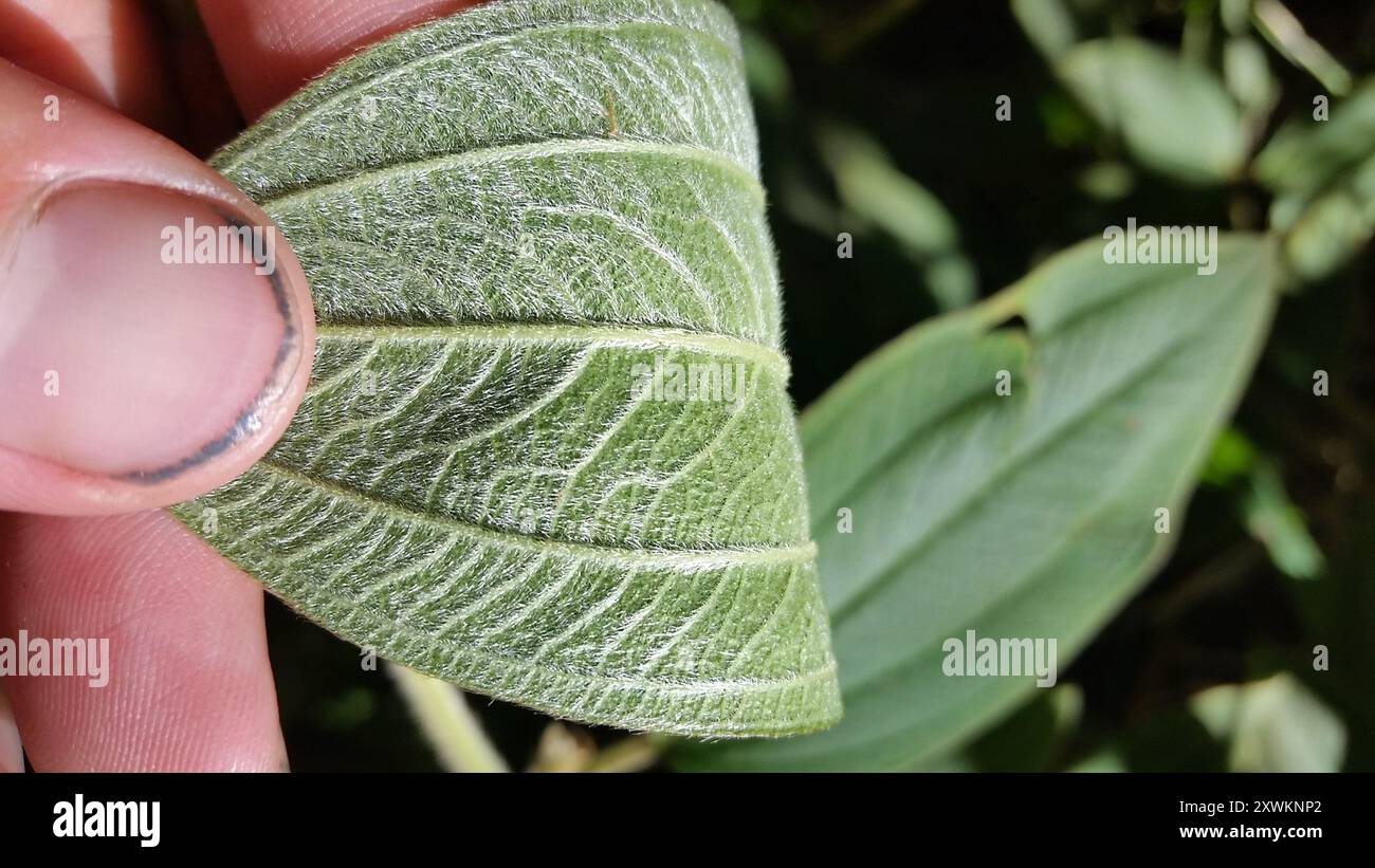 Glory bush (Pleroma urvilleanum) Plantae Stock Photo - Alamy